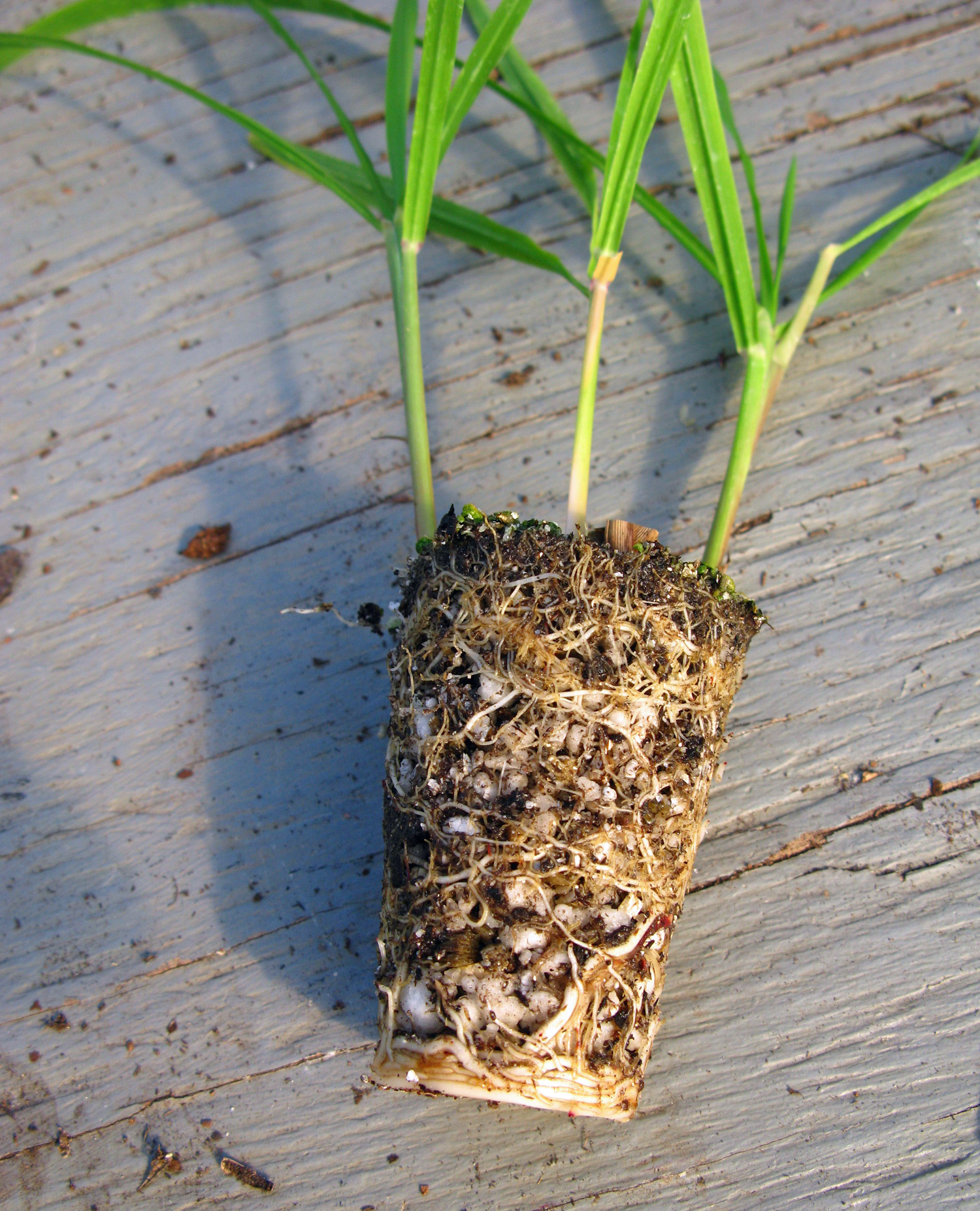 Planting Liriope - Green Tropical Nursery & Farm